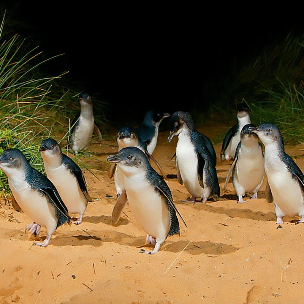 Phillip Island Wildlife Cruise and Penguin Tours | Local Way Tours ...