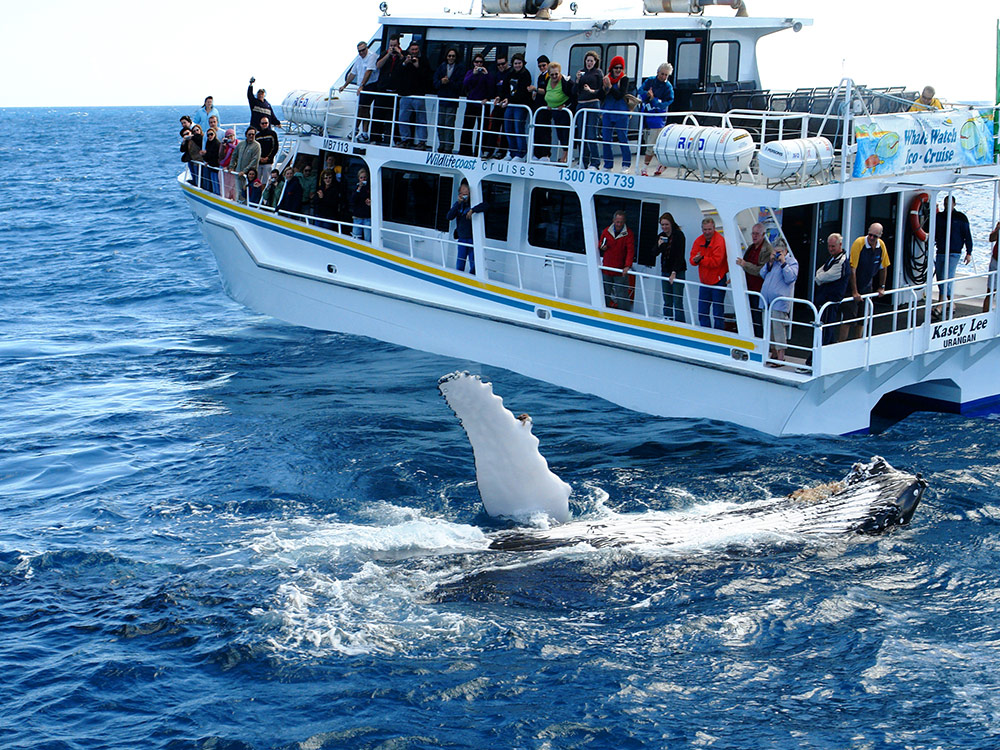 Phillip Island Hop-On Hop-Off Bus Tours | Phillip Island Tour Bus