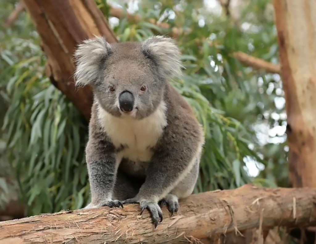 Melbourne Small Group Tours | Local Way Tours | Explore wine, wildlife ...