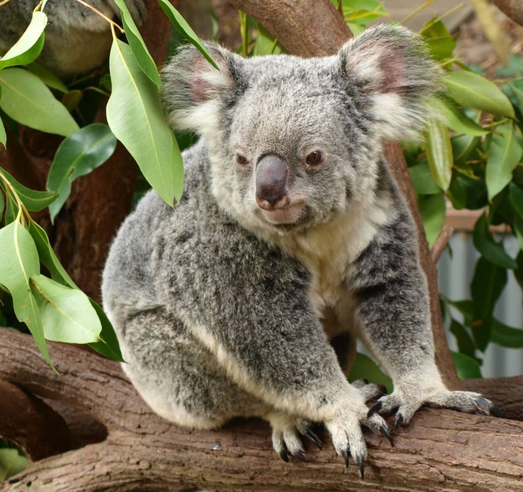 Murray River Tour from Melbourne | Echuca Day Tour